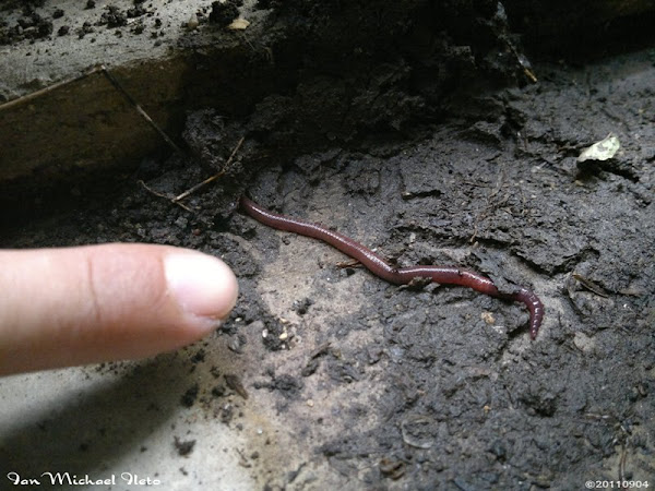 earthworm | Project Noah