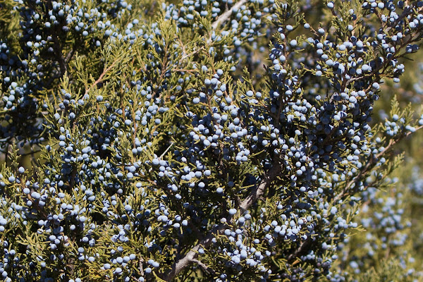 Juniper tree | Project Noah