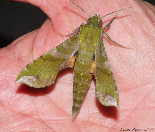 Pluto Sphinx Moth | Project Noah