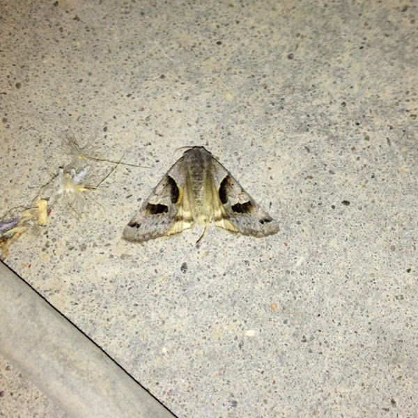 Forage Looper | Project Noah