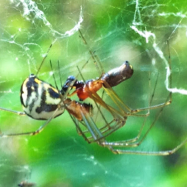 Filmy Dome Spiders - mating | Project Noah
