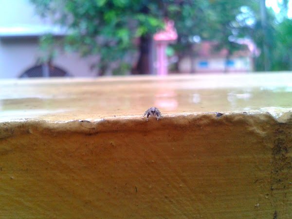 Common Housefly Catcher (Male) | Project Noah