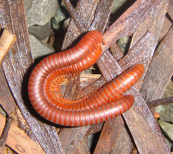 Rusty millipedes | Project Noah