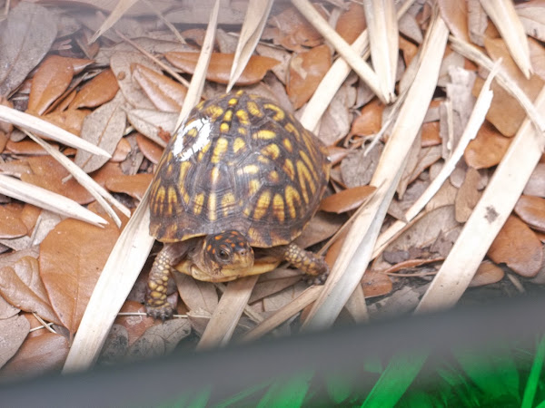 Eastern Box Turtle | Project Noah