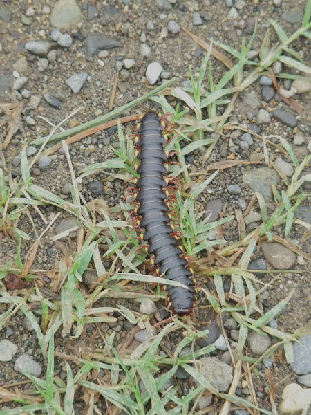 Millipede | Project Noah
