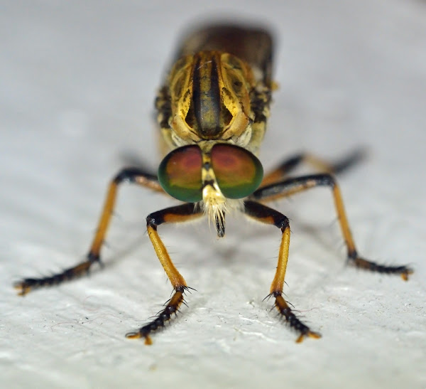 Common Yellow Robber Fly | Project Noah