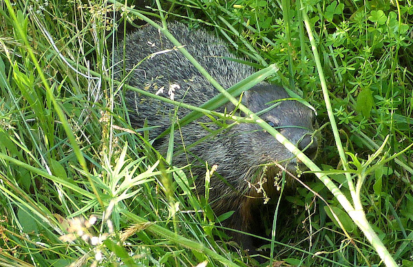 Juvenile Groundhogs | Project Noah