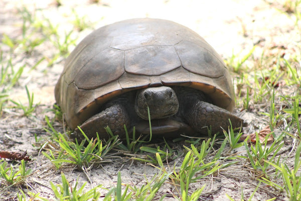 Gopher Tortoise | Project Noah