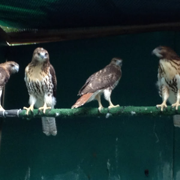 Red-tailed Hawks | Project Noah
