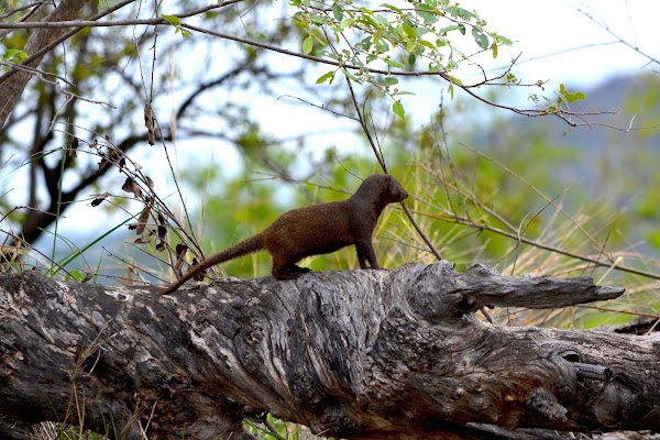 Dwarf Mongoose | Project Noah