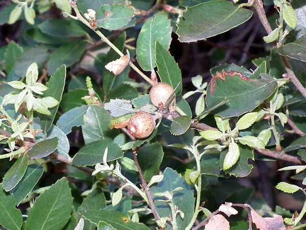 Gouty Stem Gall Wasp | Project Noah