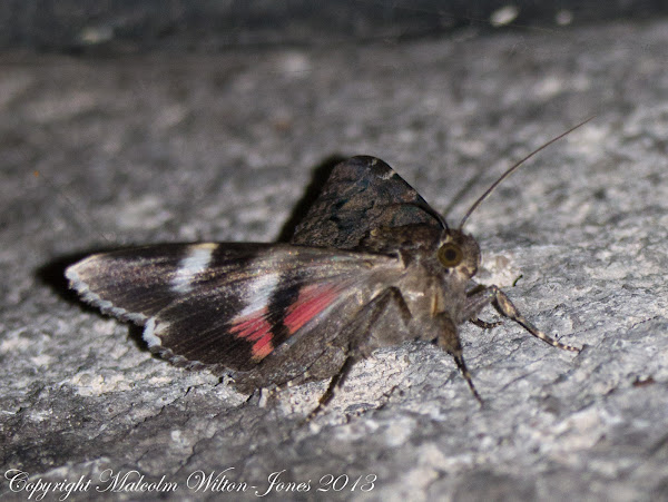 Red Underwing Moth | Project Noah