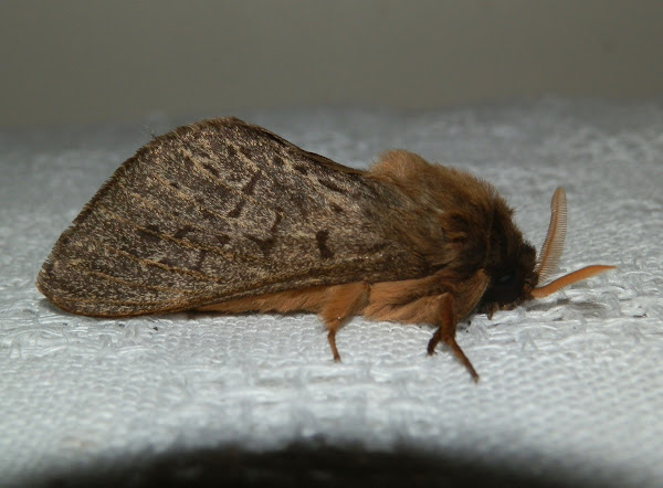 Oxycanus Grub | Project Noah