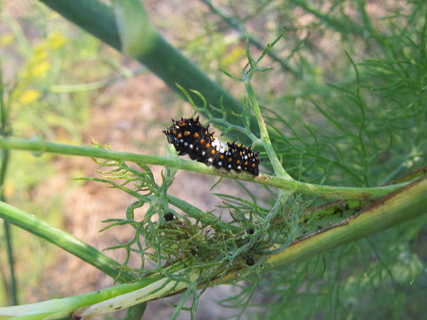 Anise Swallowtail 2nd instar larvae | Project Noah