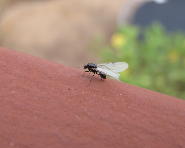 Winged Ant | Project Noah