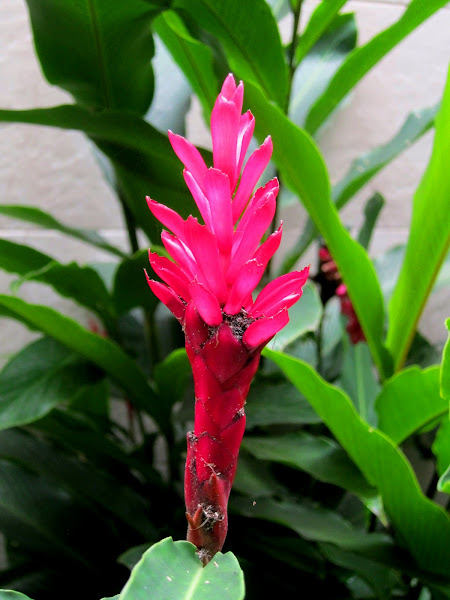 Red Ginger | Project Noah