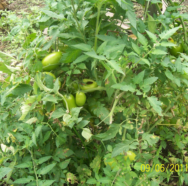 Tomato | Project Noah