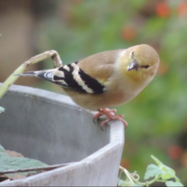 Goldfinch | Project Noah