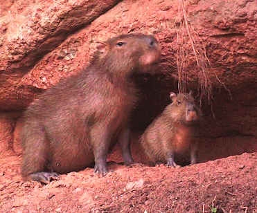 Capybara | Project Noah