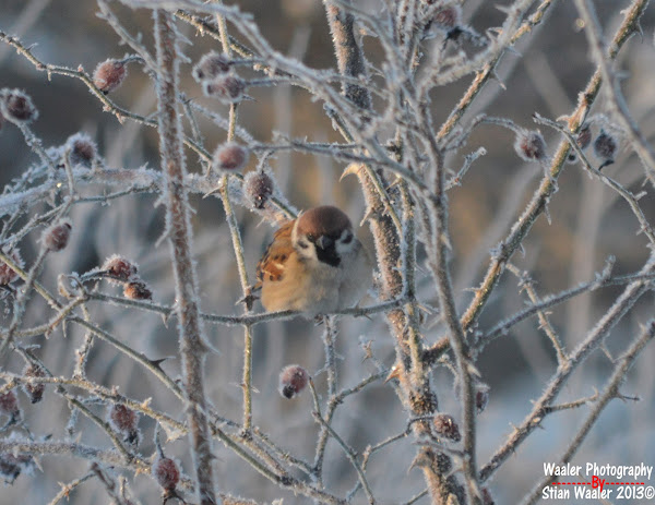 Eurasian Tree Sparrow | Project Noah