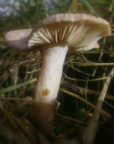 Coconut Milkcap | Project Noah
