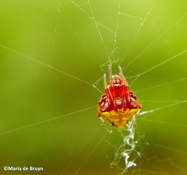 Arrowhead spider | Project Noah