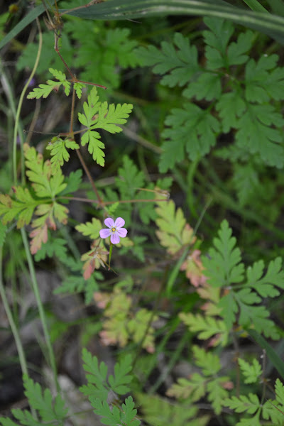 Herb Robert | Project Noah
