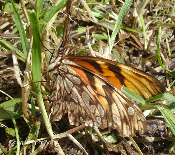 Juno Longwing | Project Noah