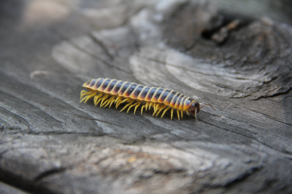 Black and Yellow Flat Millipede | Project Noah