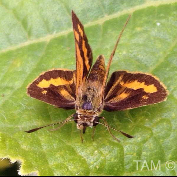 Green Grass Dart-Skipper Butterfly | Project Noah