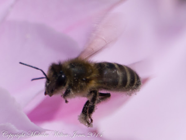 Honey Bee | Project Noah