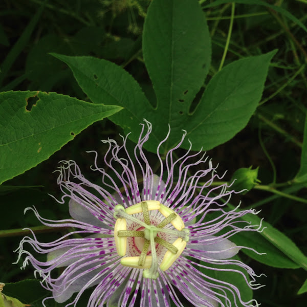 Passion Flower | Project Noah