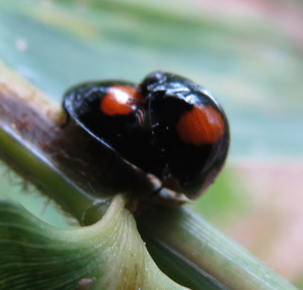 Twice-stabbed ladybugs mating | Project Noah