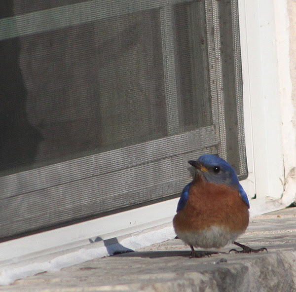Eastern Bluebird | Project Noah
