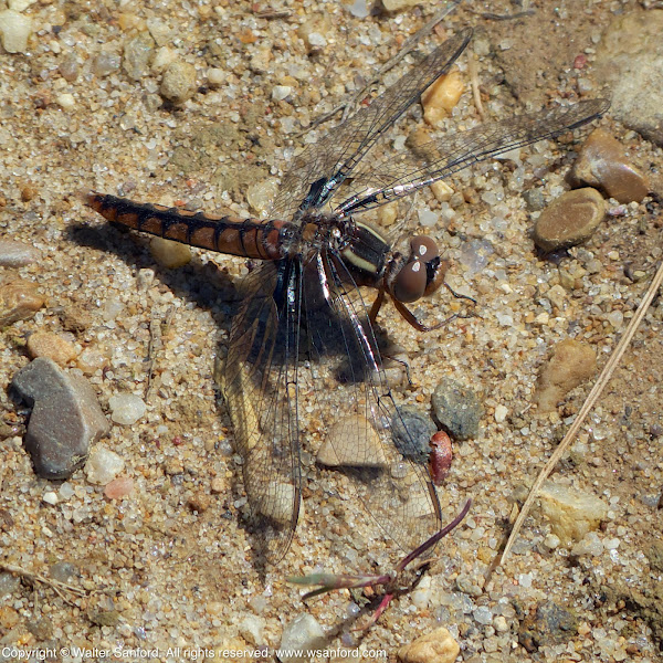 Blue Corporal dragonflies (immature females) | Project Noah