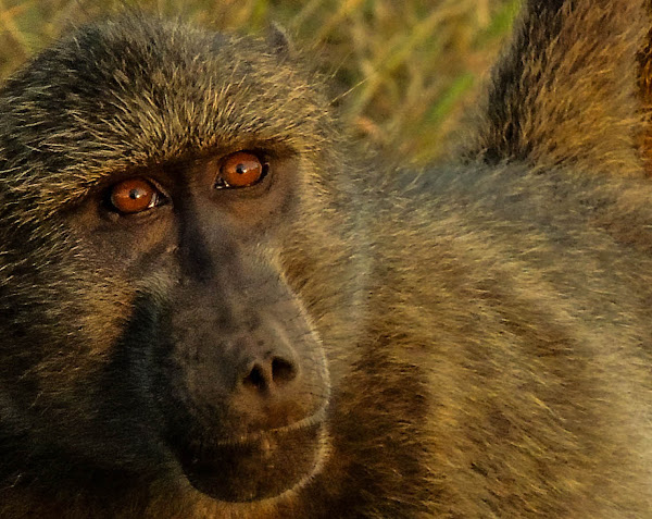 Cape chacma baboon | Project Noah