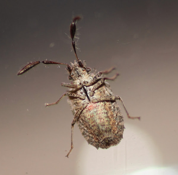 Predatory stink bug | Project Noah