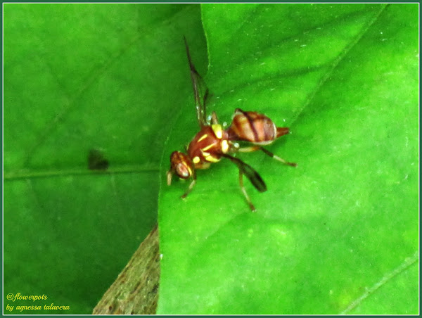 Melon Fruit Fly | Project Noah