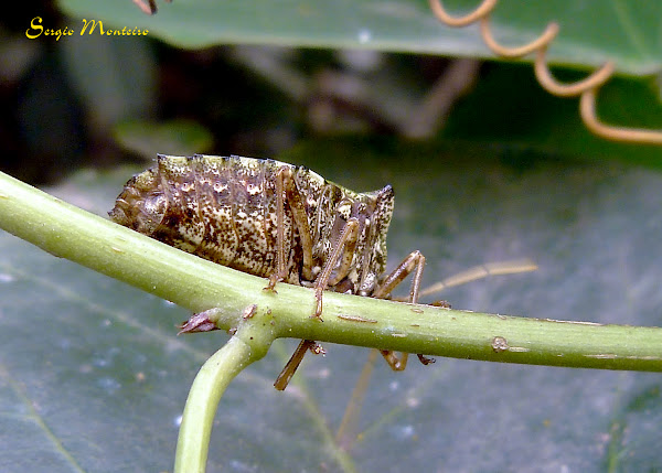 Stink bug | Project Noah