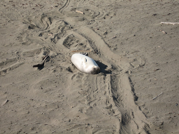 California Seal | Project Noah