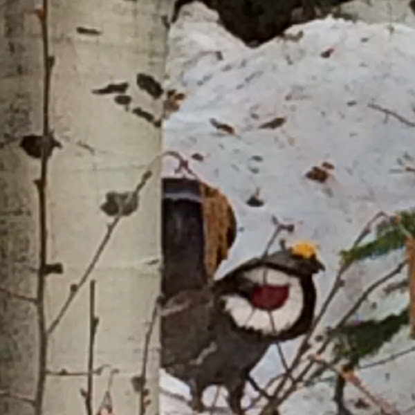 Dusky Grouse | Project Noah