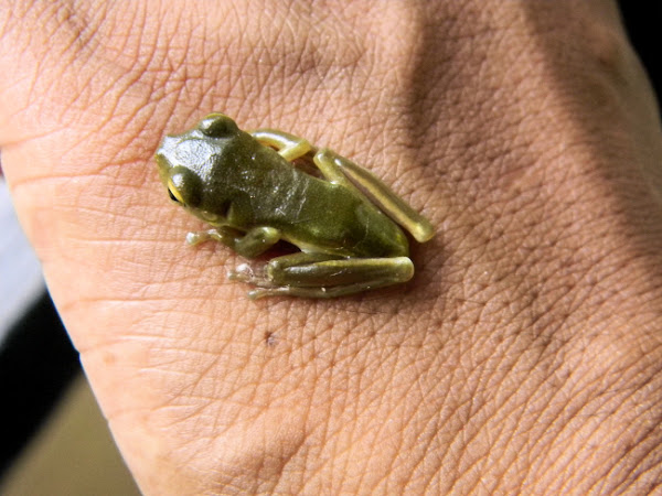 tree frog | Project Noah