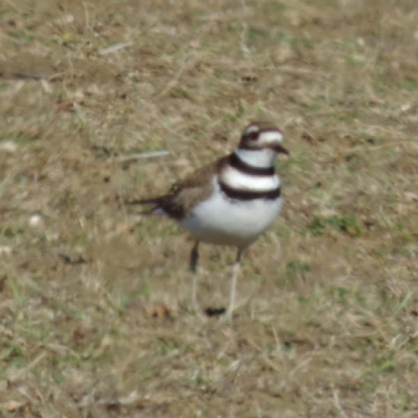 Killdeer | Project Noah