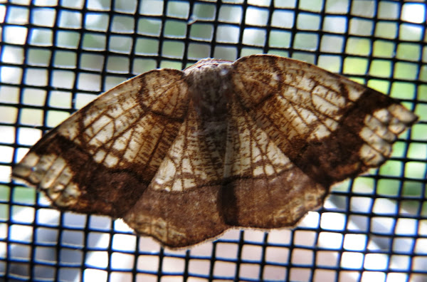 Horned Spanworm Moth | Project Noah