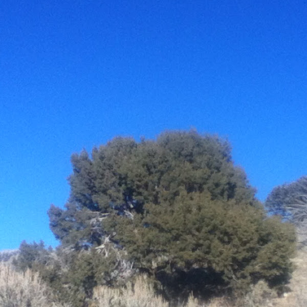 Juniper tree | Project Noah