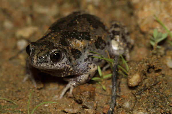 Littlejohn's Toadlet | Project Noah