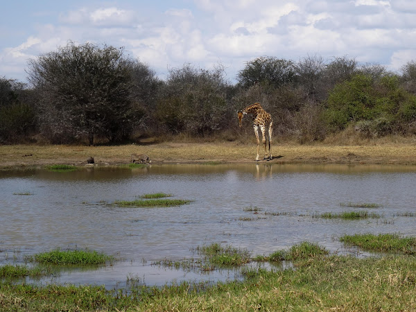 Giraffe | Project Noah