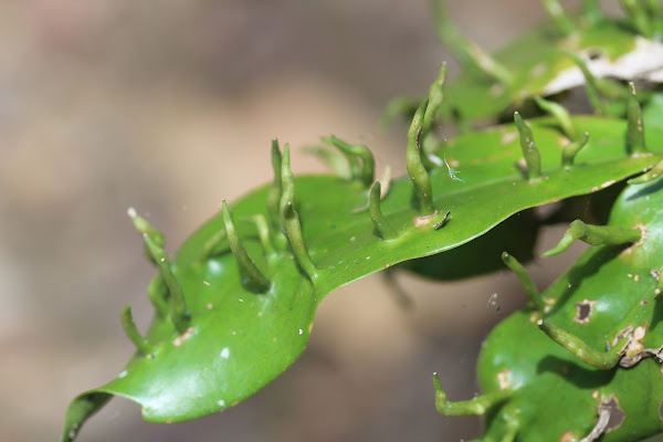 tubular gall | Project Noah