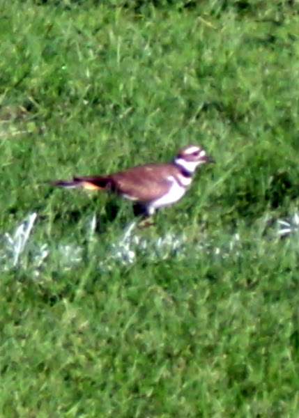 Killdeer | Project Noah