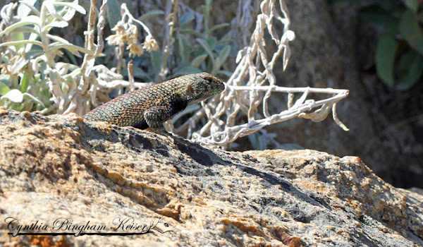 Granite Spiny Lizard | Project Noah